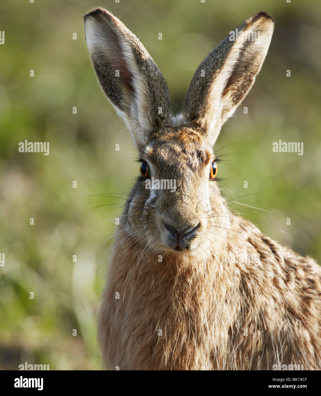 Brown Hare close up of head and big ears Oxfordshire March Stock Photo ...