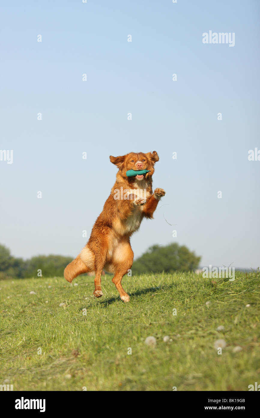 Little red duck dog hi-res stock photography and images - Alamy