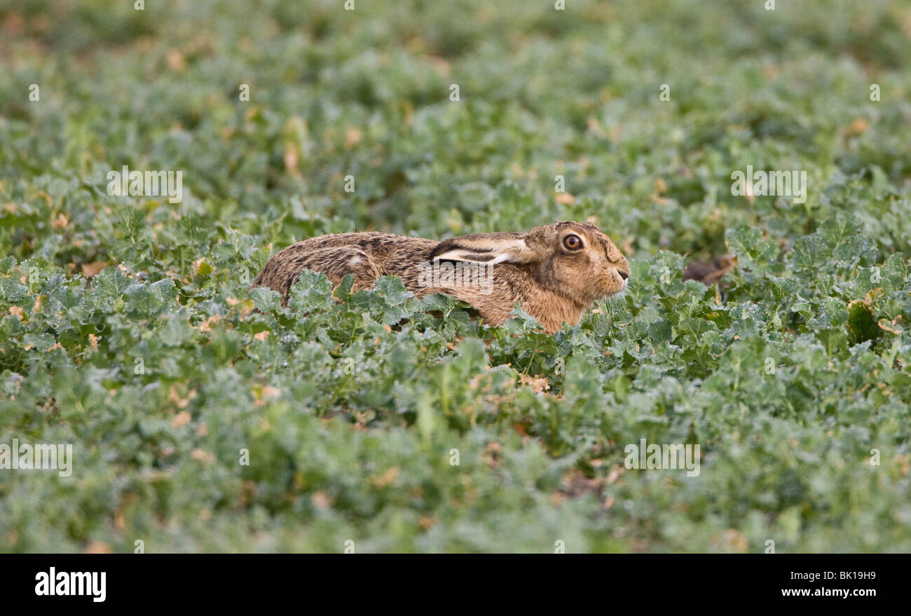 Brown Hare laying in rape field and eating also Stock Photo - Alamy
