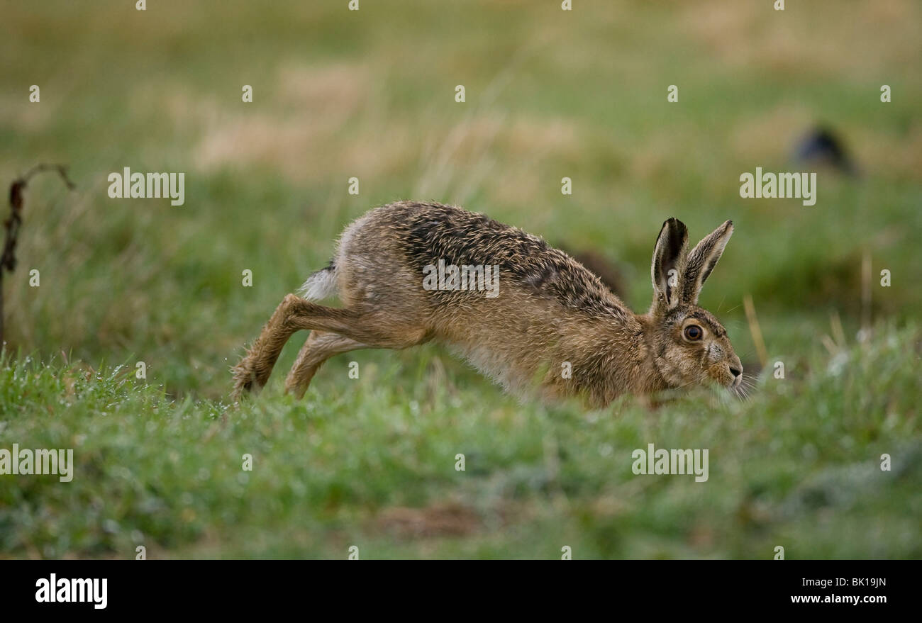Hare running hi-res stock photography and images - Alamy