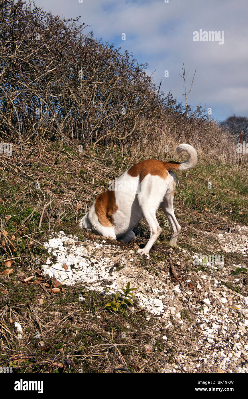 The rabbits hole hi-res stock photography and images - Alamy