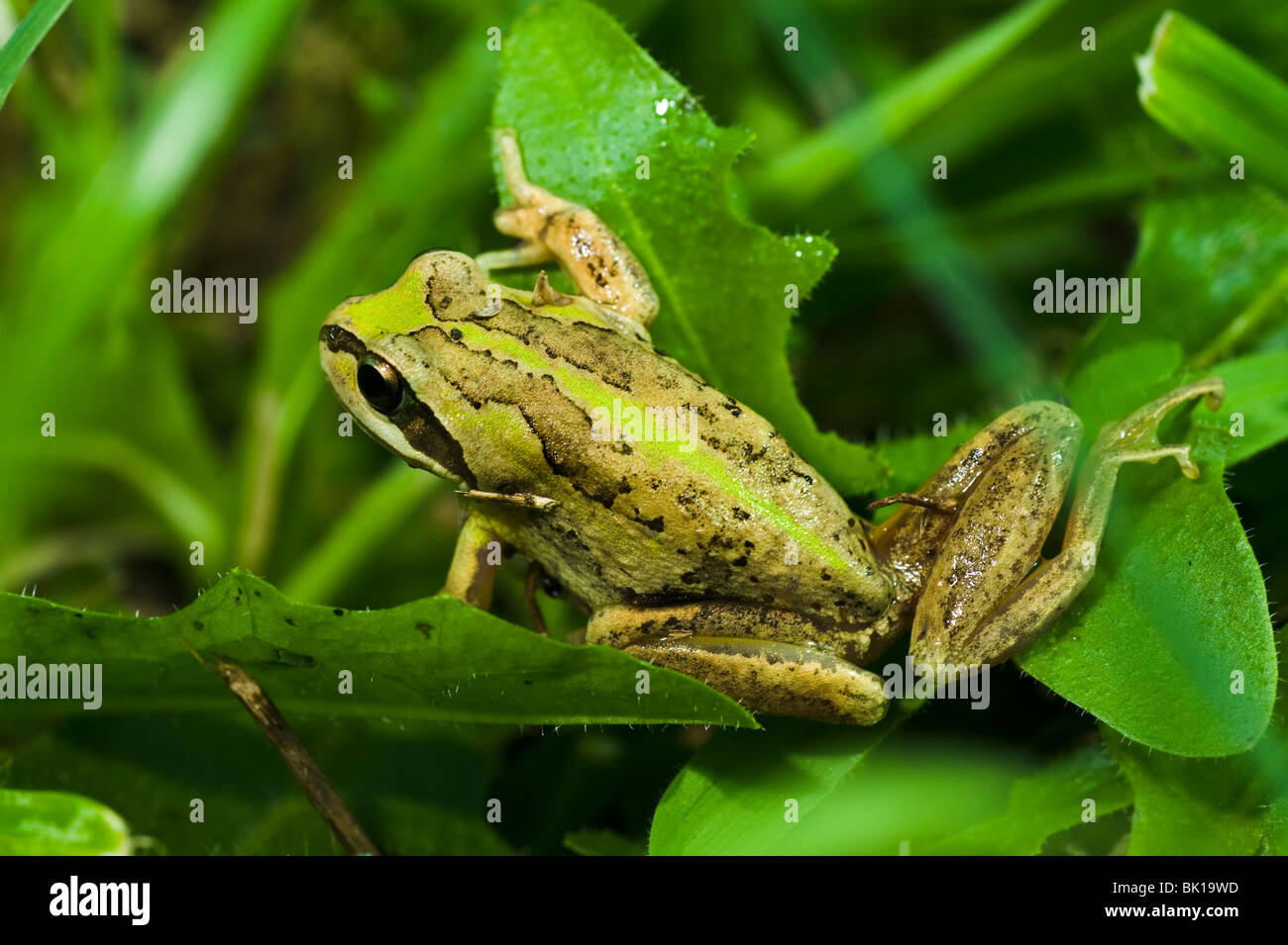 Common Frogs In Victoria at Mario Harrell blog