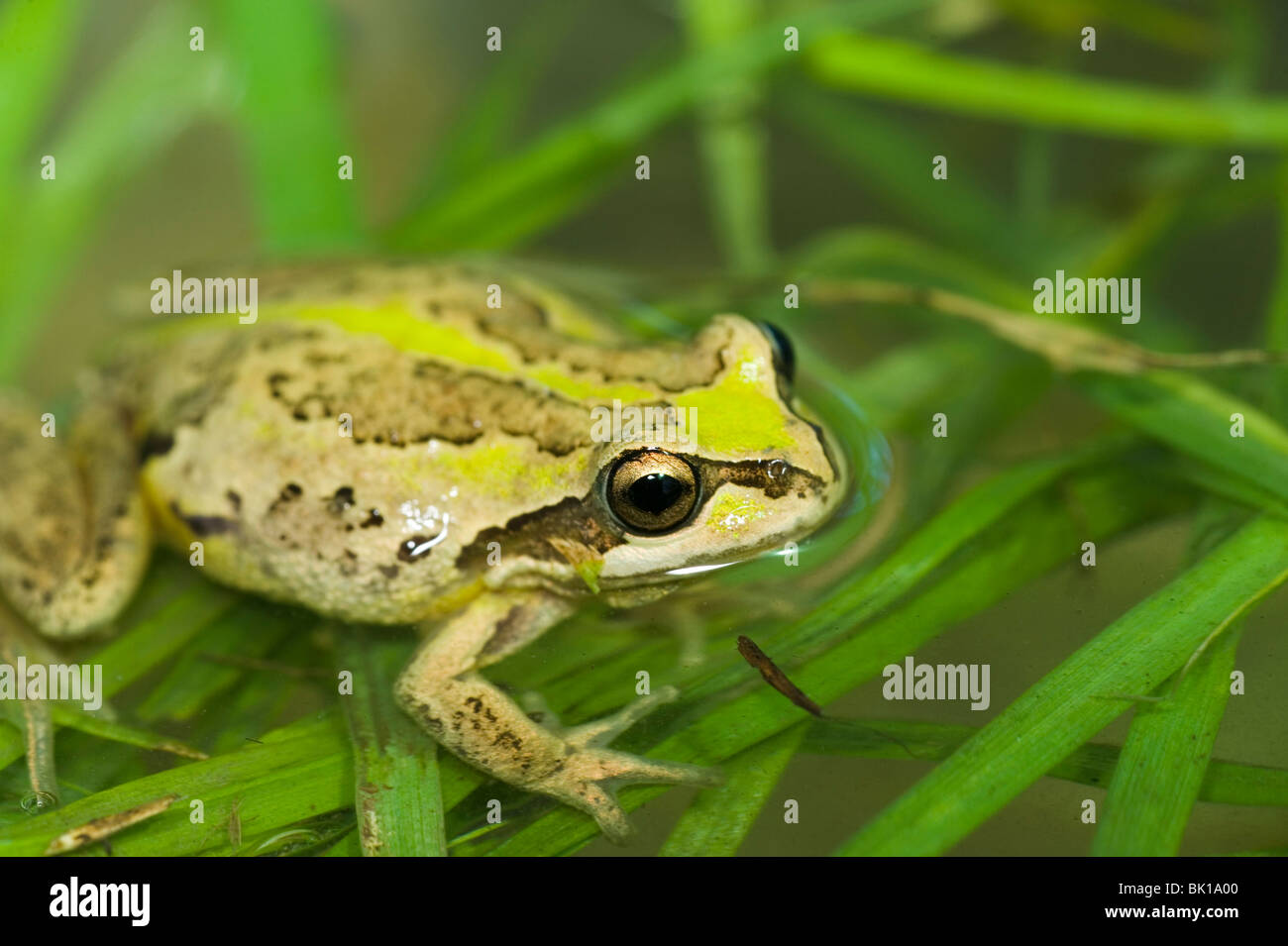 Southern Brown Tree Frog Litoria ewingii Gippsland Victoria Australia ...
