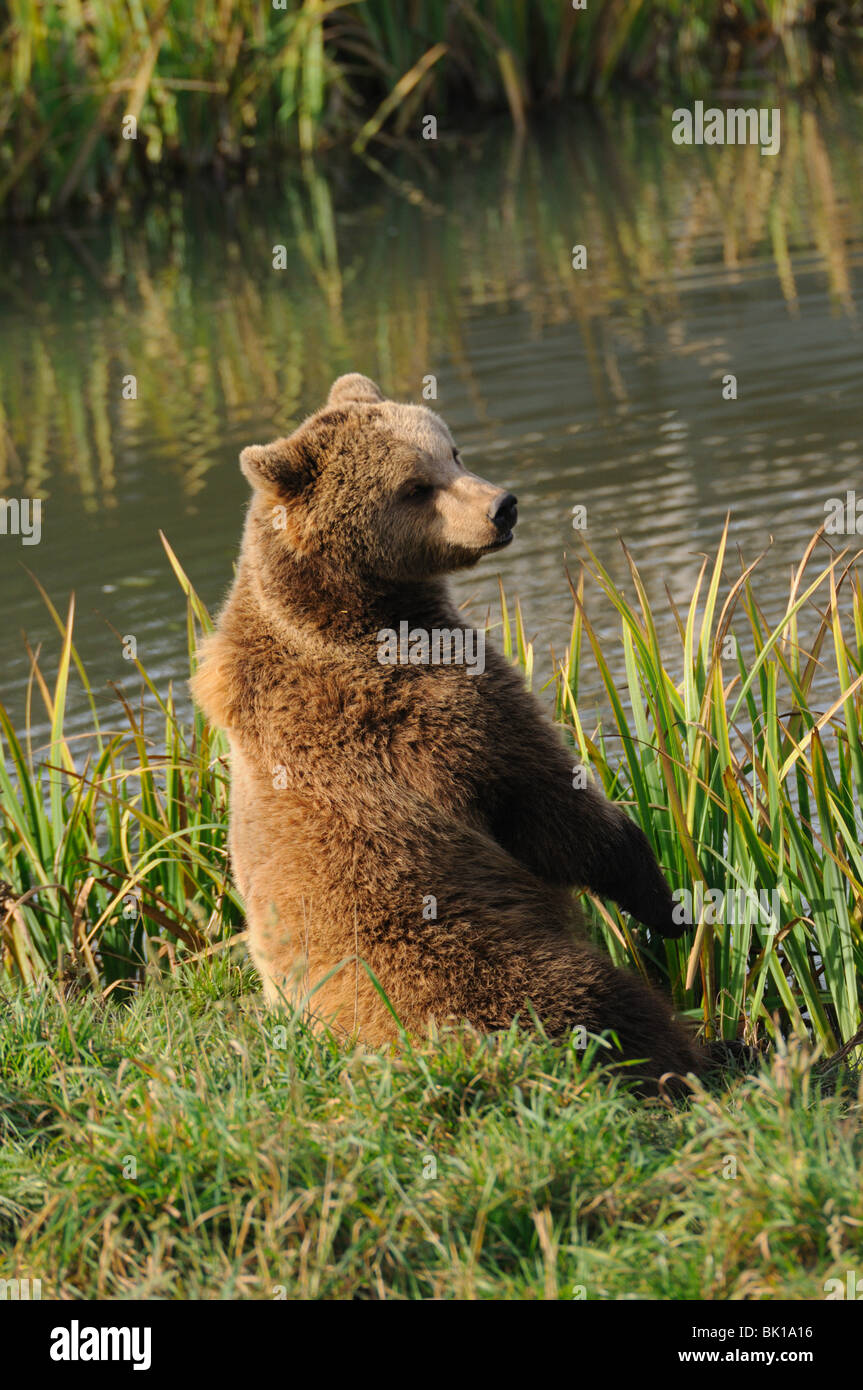 Bear rear view hi-res stock photography and images - Alamy