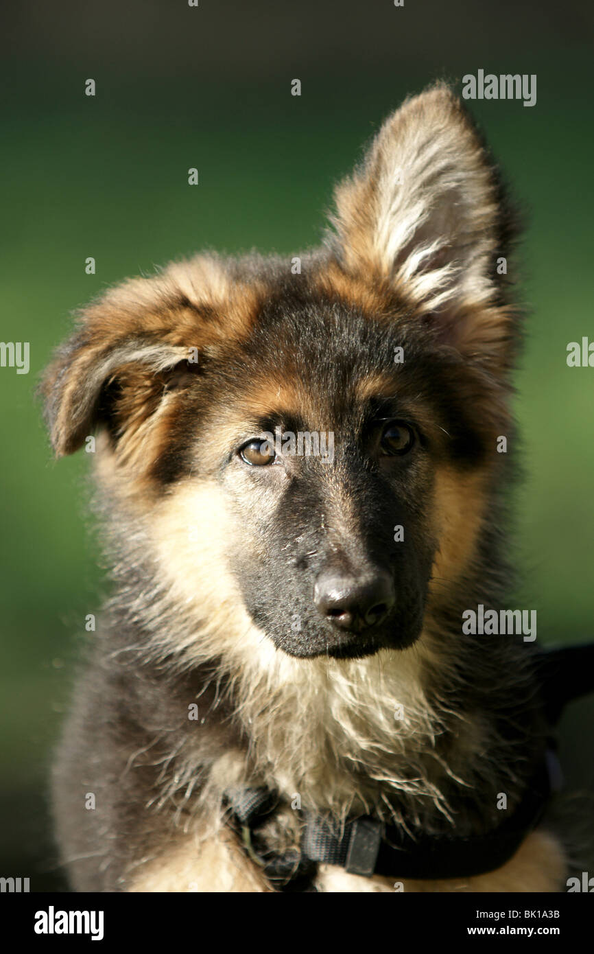 Old German Shepherd Puppy Stock Photo - Alamy