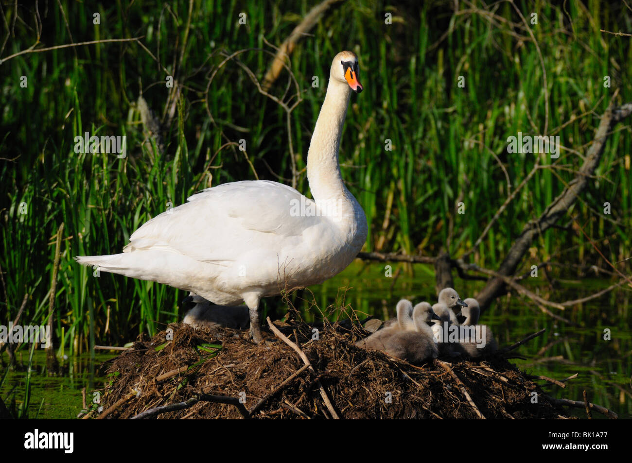 Immature swans hi-res stock photography and images - Alamy