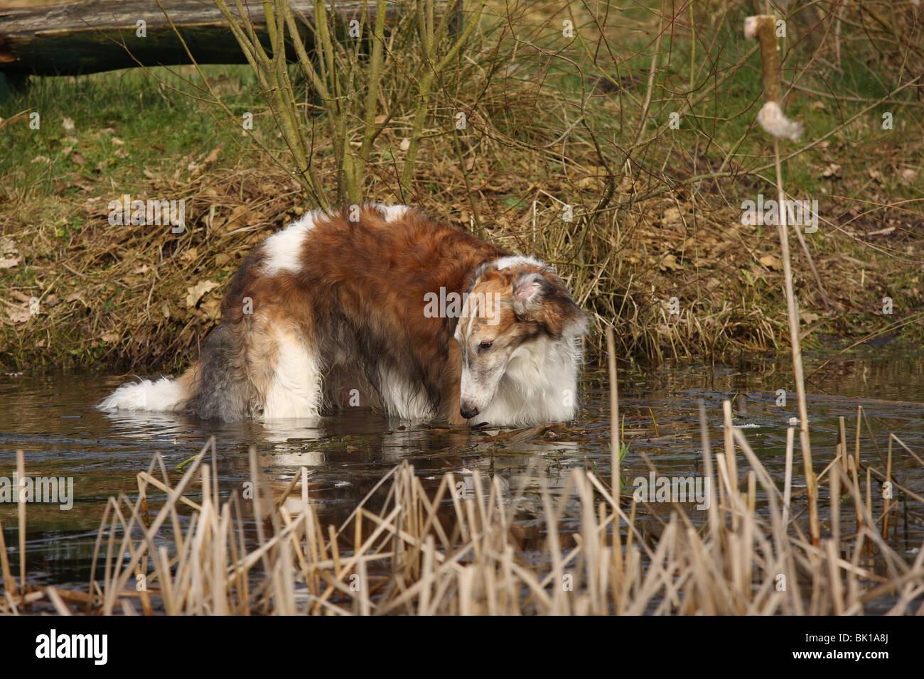 Dog bathing lake pond hi-res stock photography and images - Alamy