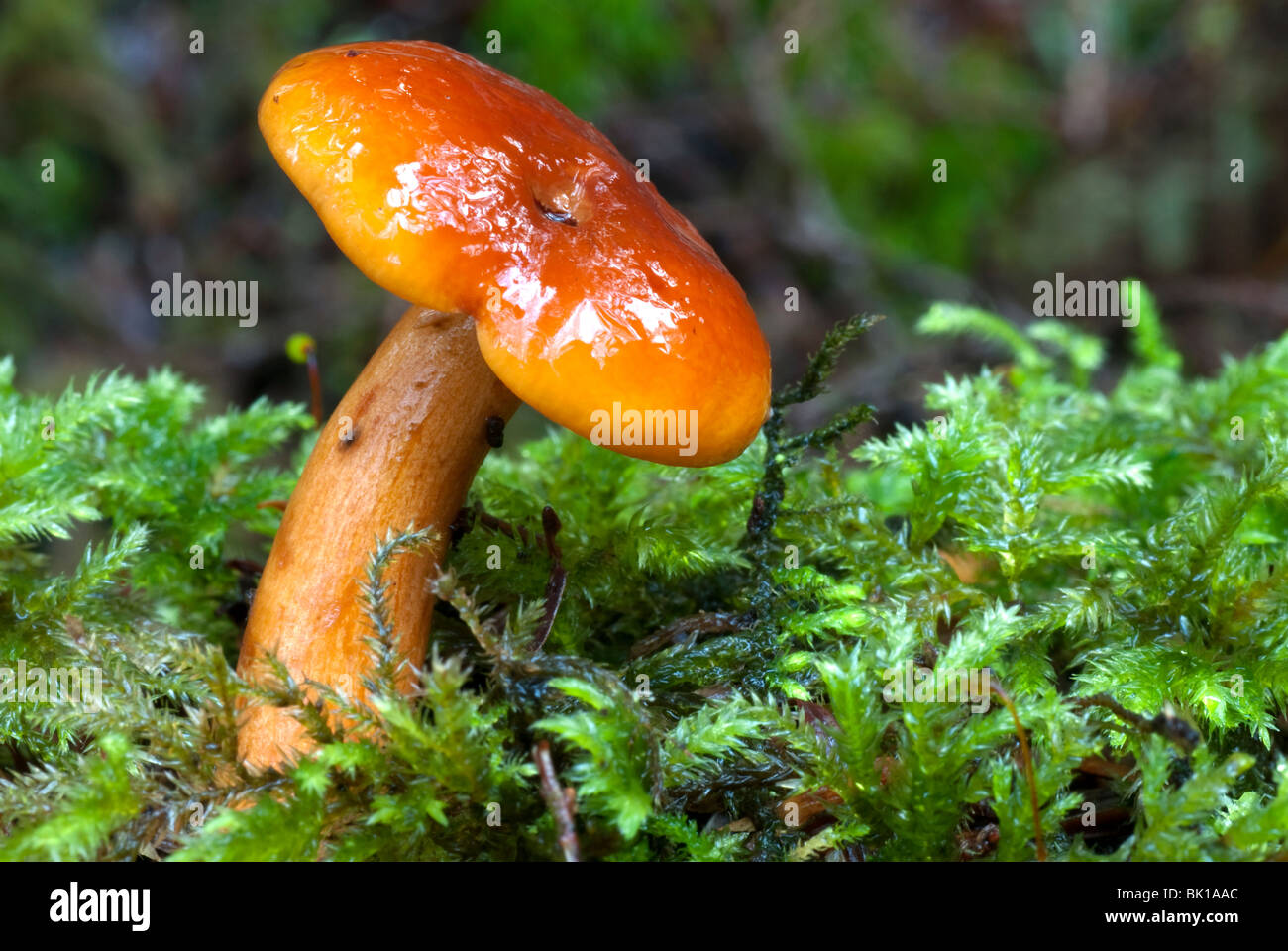 Waxcap mushroom fungi hi-res stock photography and images - Alamy