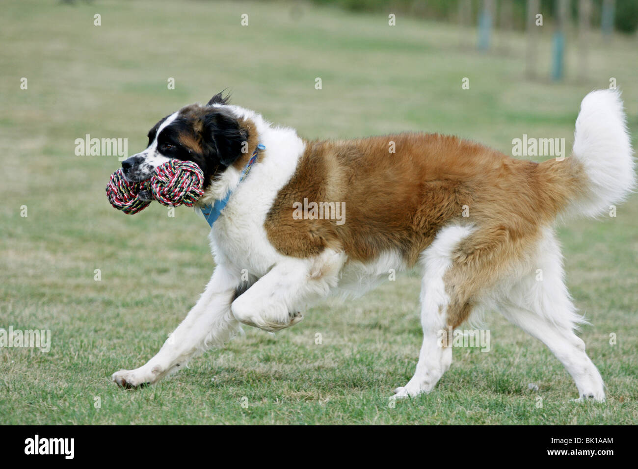 running Saint Bernard Stock Photo - Alamy