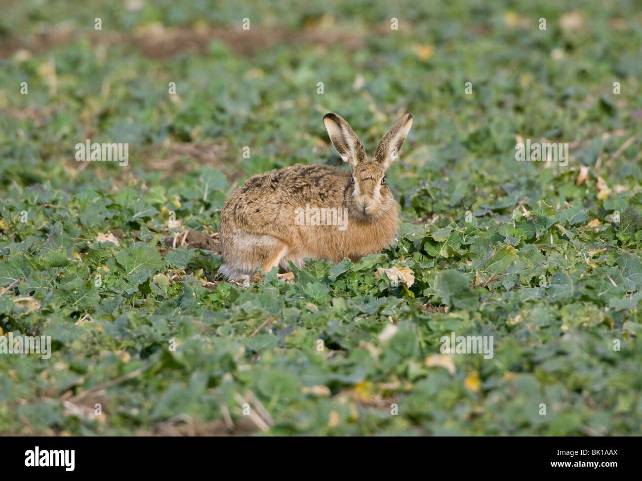 Portrait of Brown Hare sat in field in Oxfordshire during February and ...