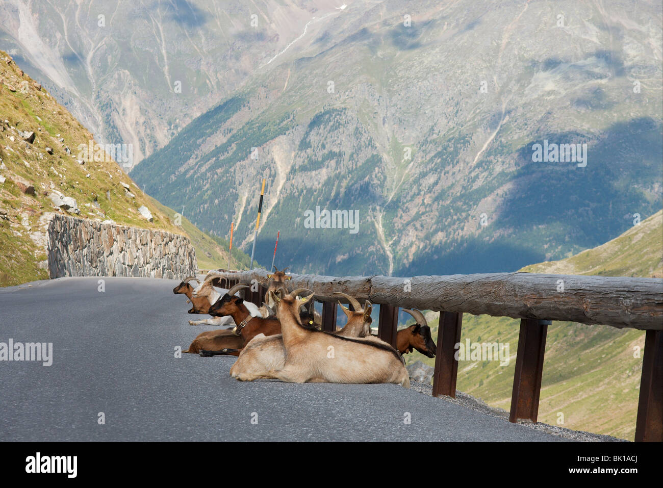 Animals on an alpine road Stock Photo - Alamy