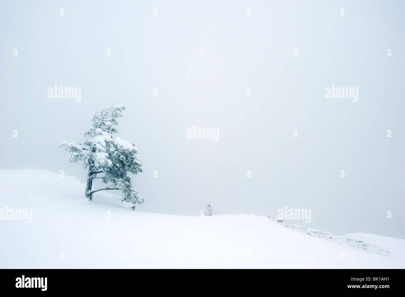 Tree covered cliff hi-res stock photography and images - Alamy