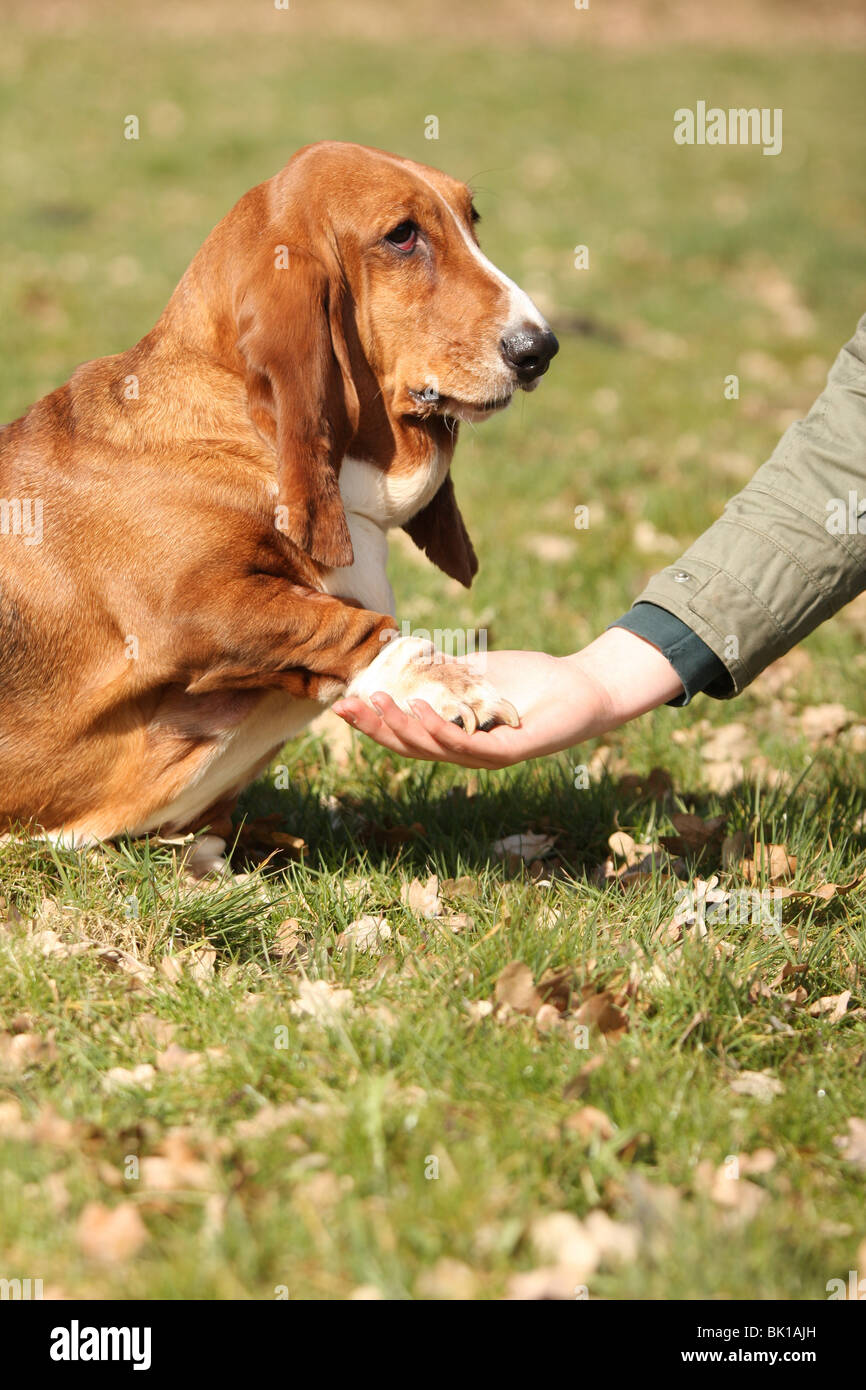 Basset Hound gives paws Stock Photo - Alamy