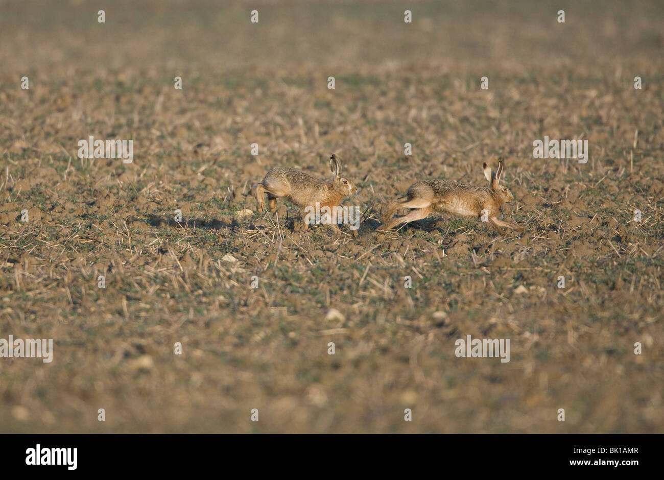 Brown hares boxing hi-res stock photography and images - Alamy