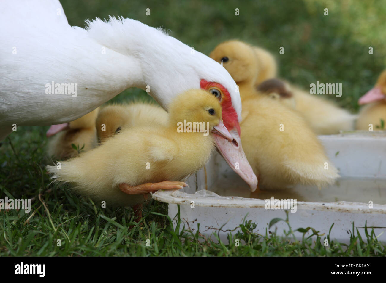 Juvenile muscovy duck hi-res stock photography and images - Alamy