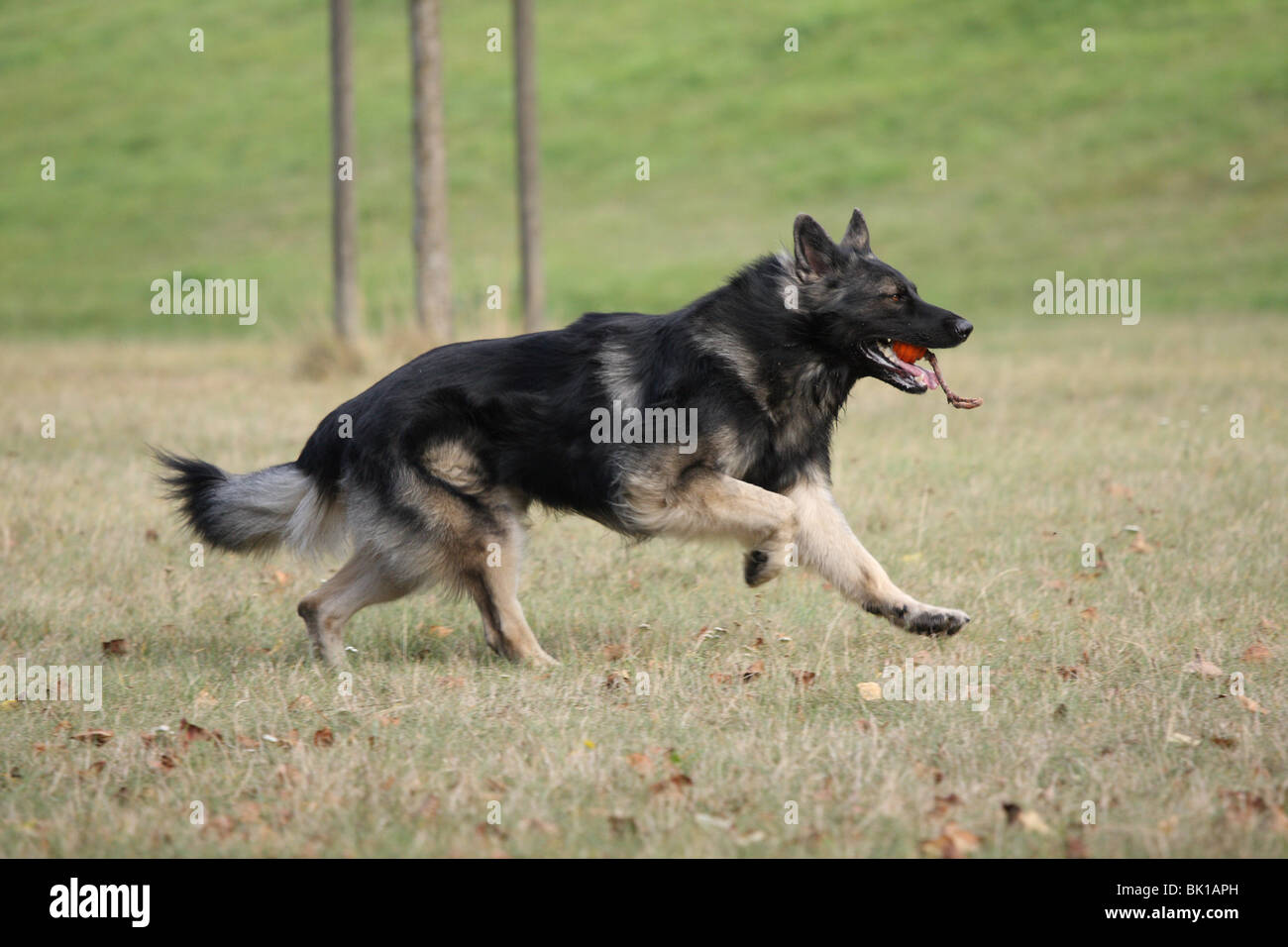 Old German Shepherd Dog Stock Photo - Alamy