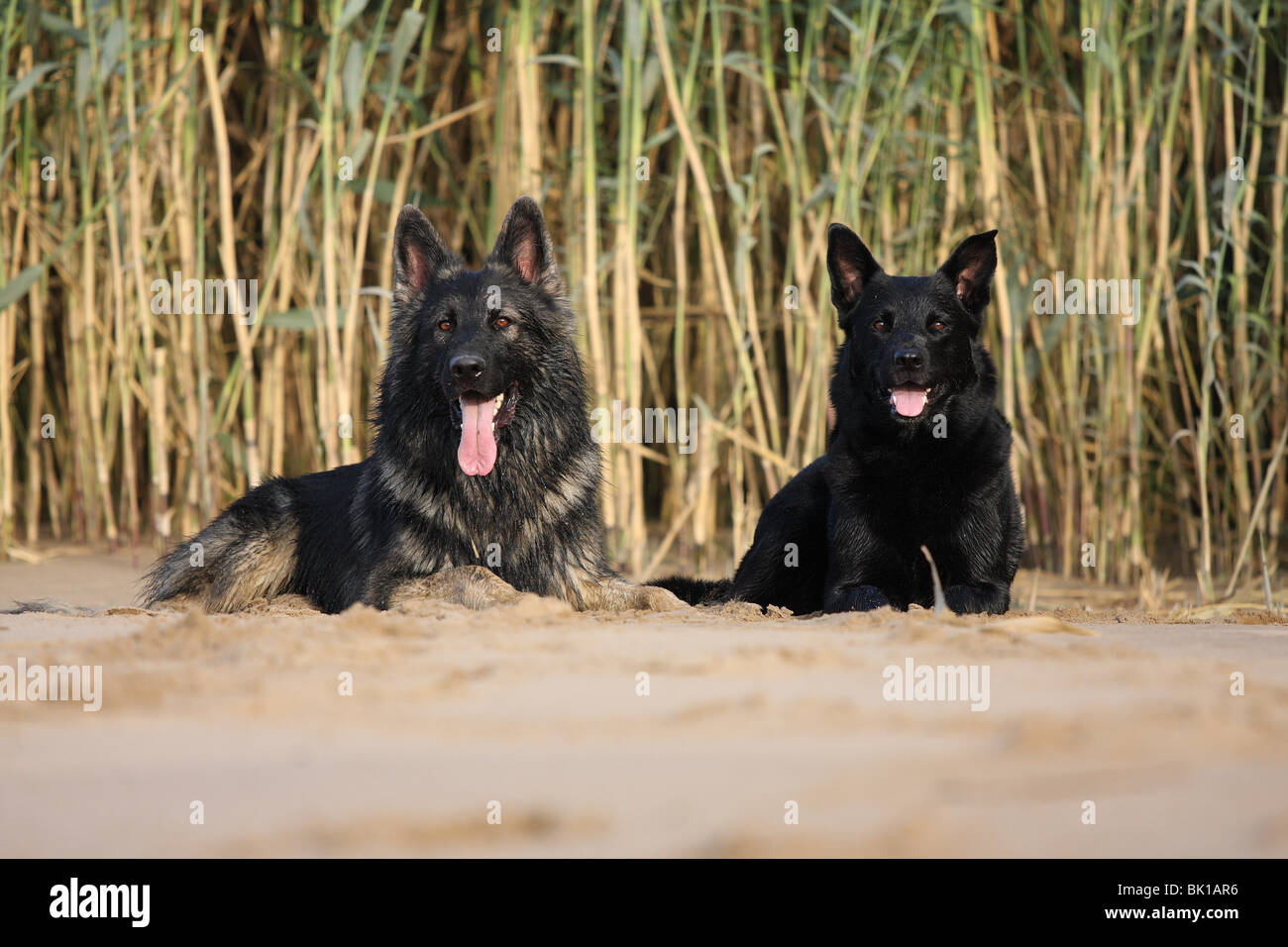 Old German Shepherd Dog Stock Photo - Alamy