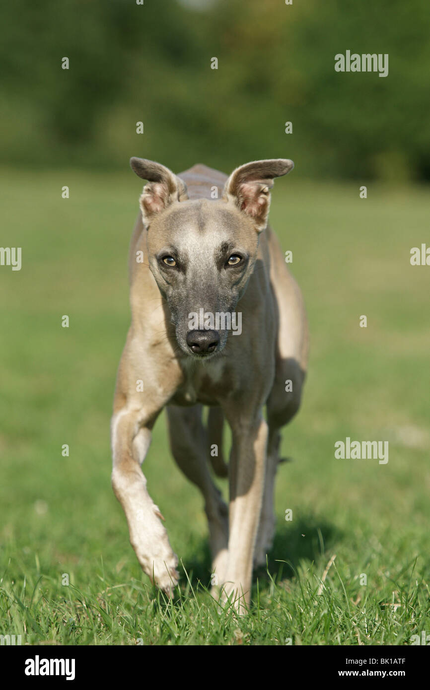 Go whippet hi-res stock photography and images - Alamy