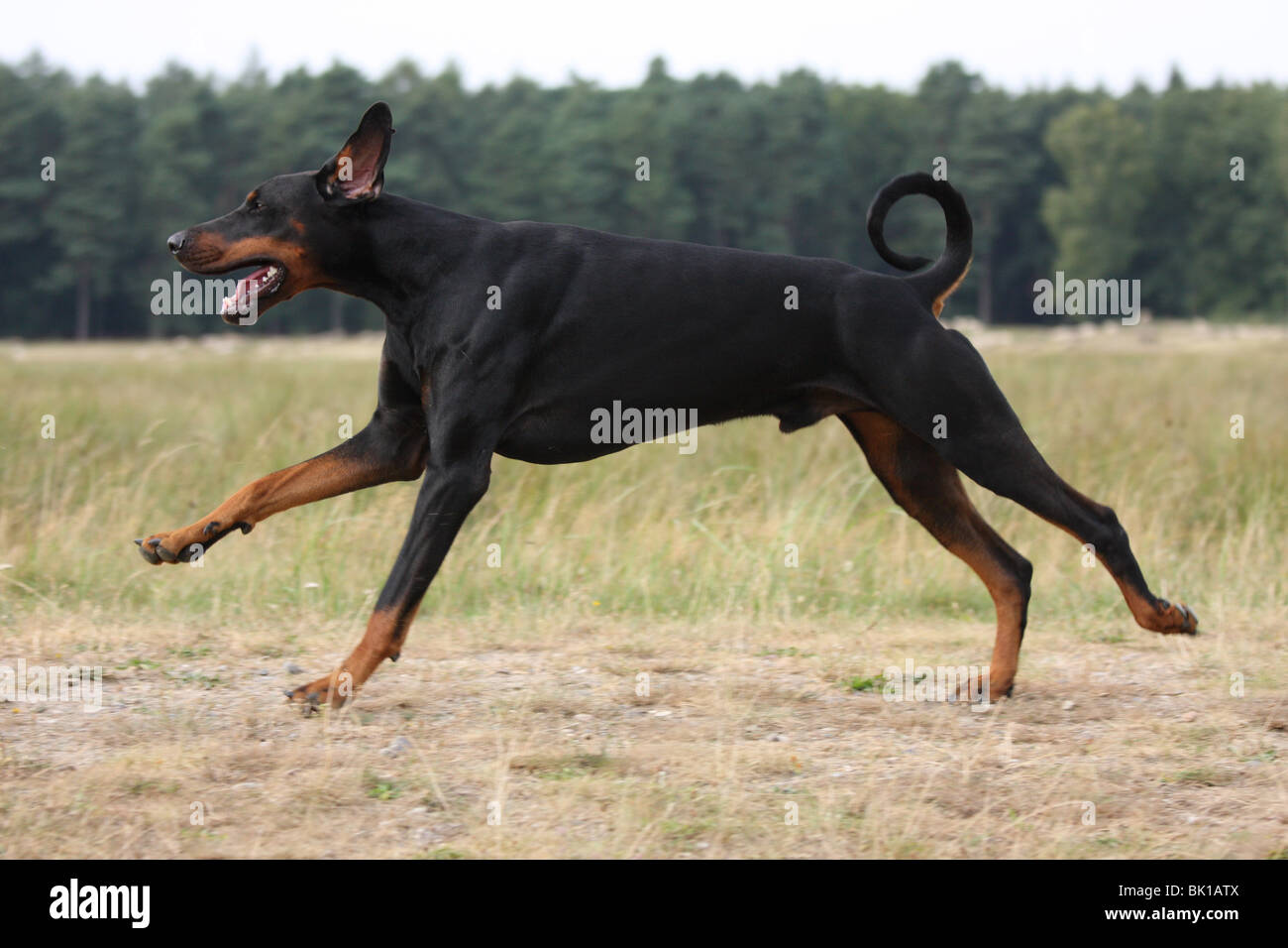 running Doberman Pinscher Stock Photo - Alamy