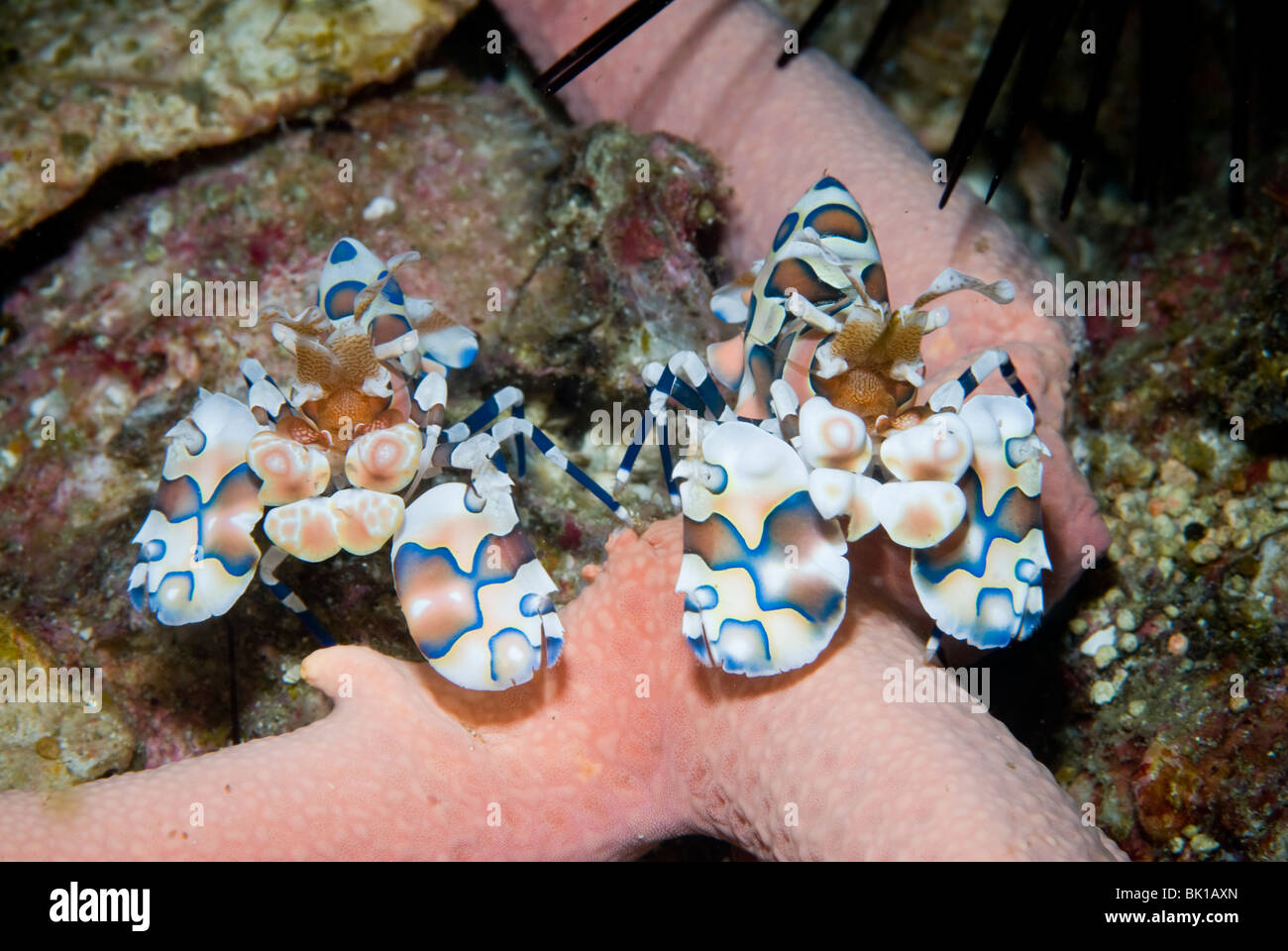 Rock shrimp underwater hi-res stock photography and images - Alamy