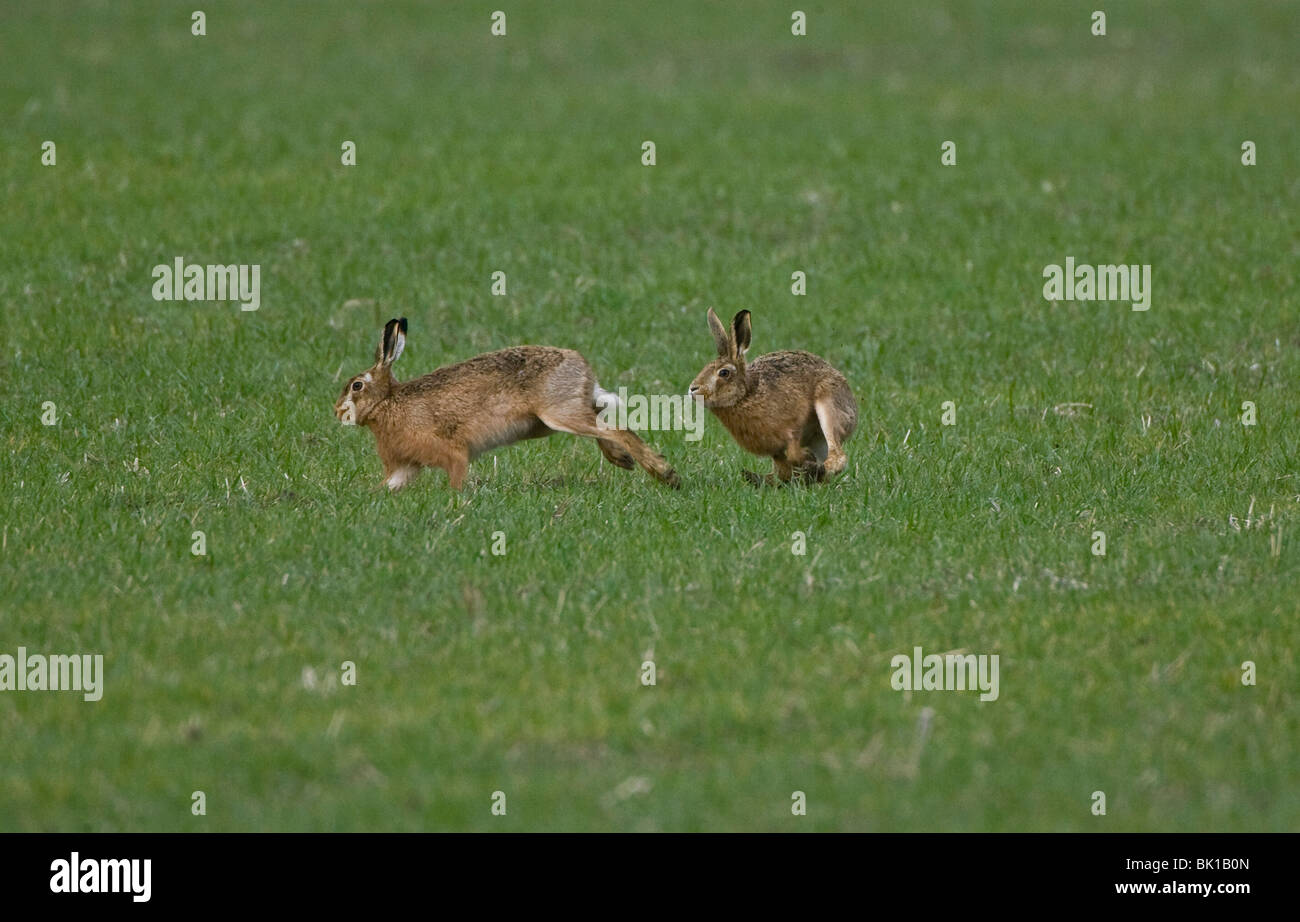 Male Brown Hare chasing female in green field in an attempt to mate ...