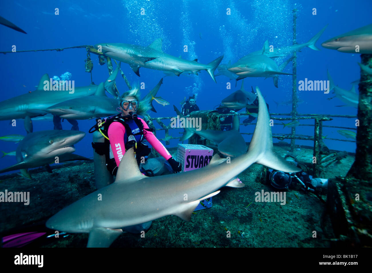Scuba divers on shark feeding dive Stock Photo - Alamy