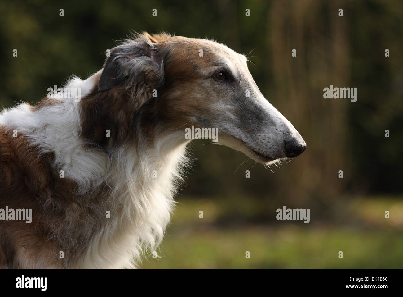 Portrait borzoi side view hi-res stock photography and images - Alamy