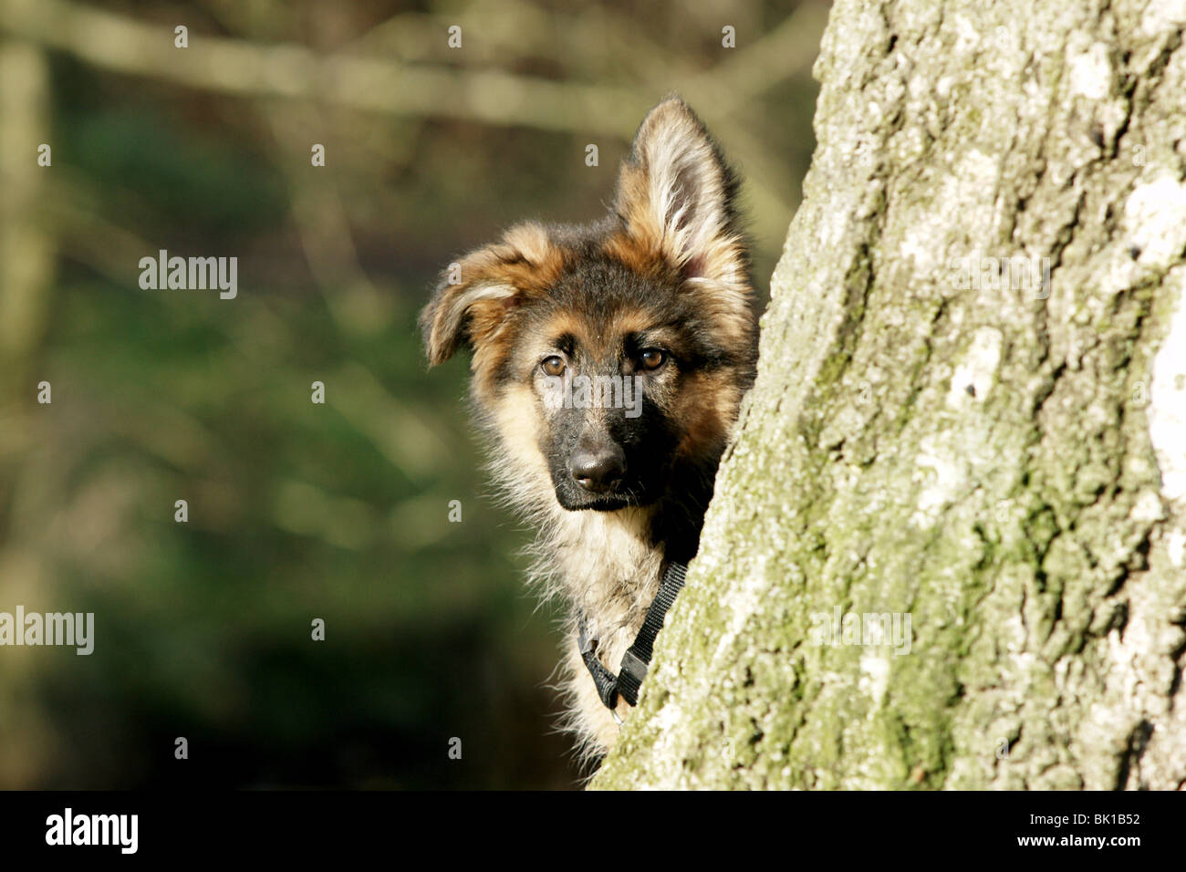 Old German Shepherd Puppy Stock Photo - Alamy