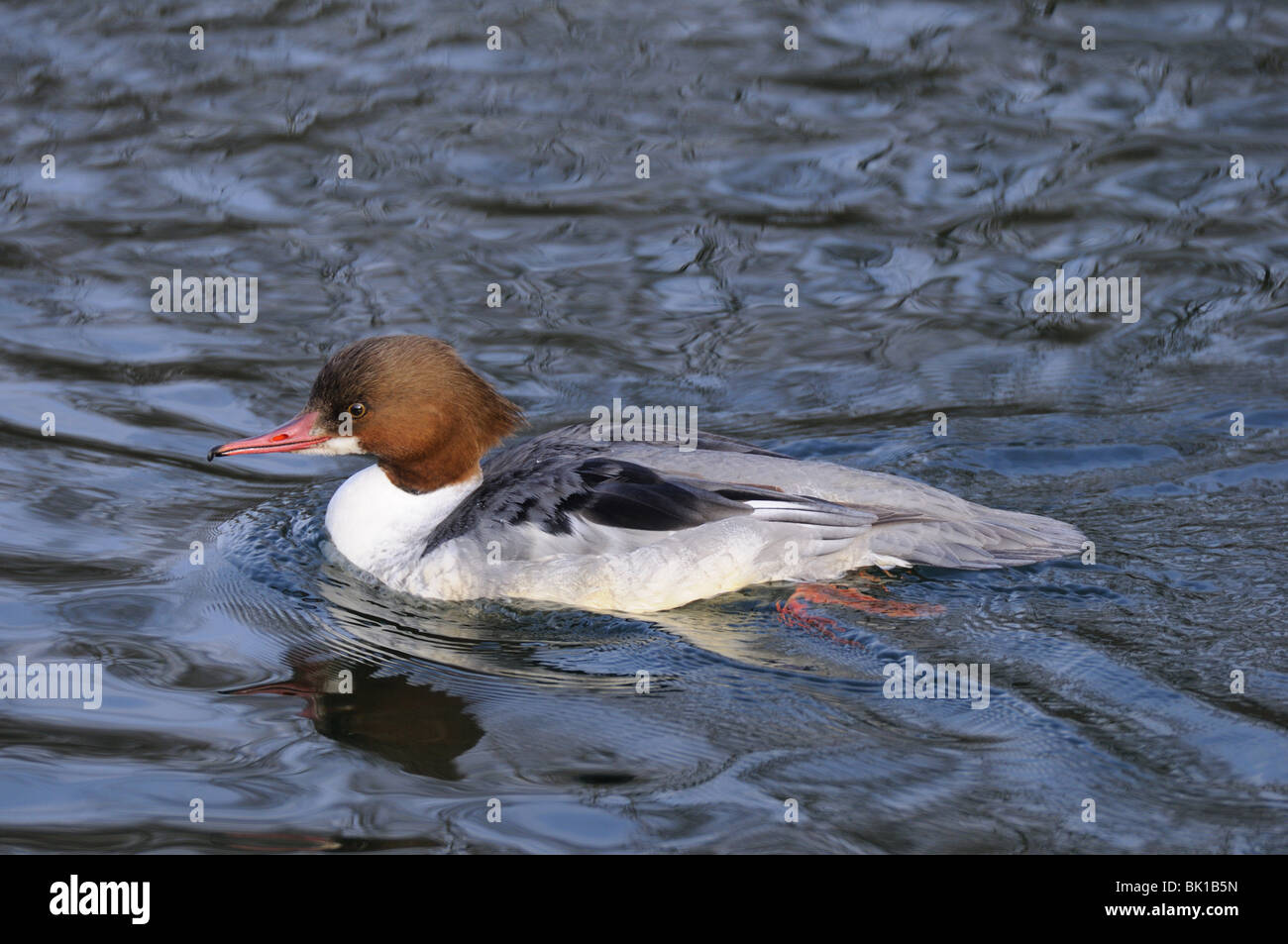 Goosander hi-res stock photography and images - Alamy