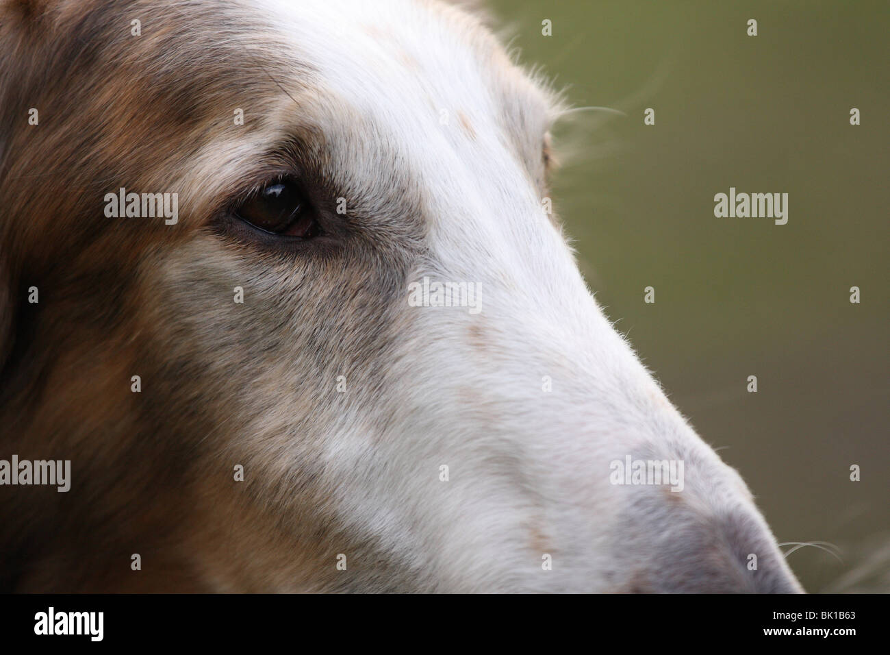 Lateral eyes hi-res stock photography and images - Alamy
