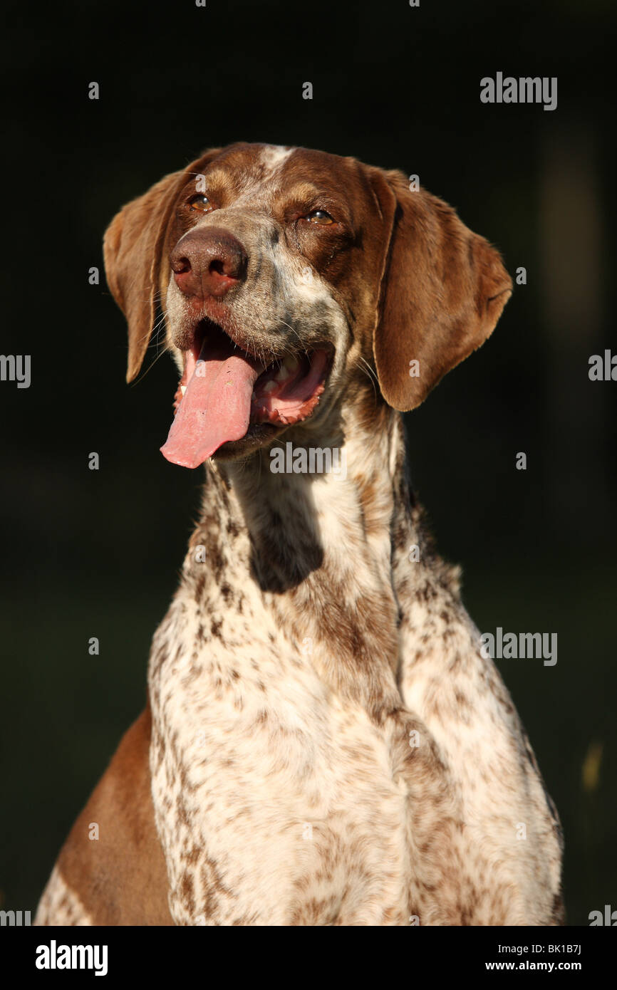 Short haired pointer cross hi-res stock photography and images - Alamy