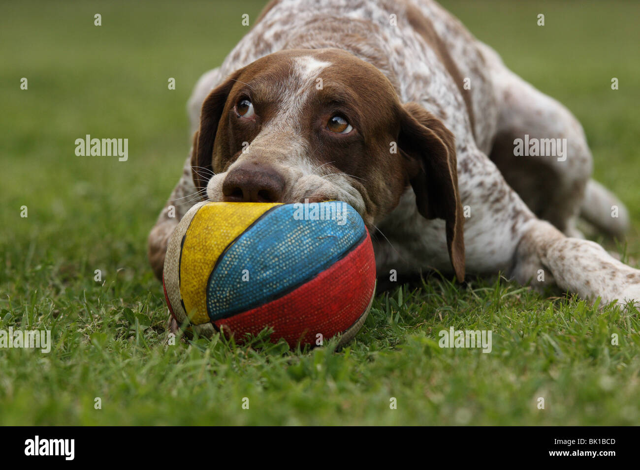 Short haired pointer cross hi-res stock photography and images - Alamy