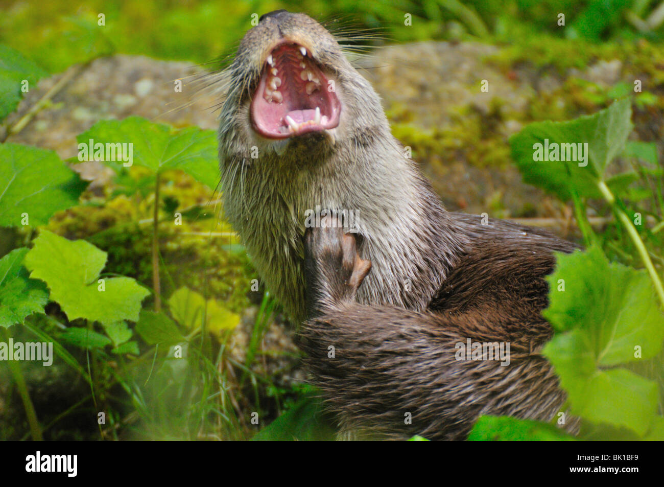 Otter teeth hi-res stock photography and images - Alamy