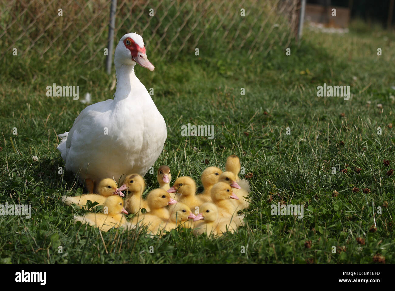 Juvenile muscovy duck hi-res stock photography and images - Alamy