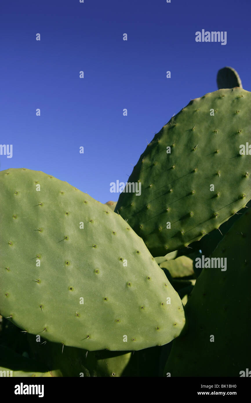 prickly pear cactus nopal detail Mediterranean area Stock Photo - Alamy
