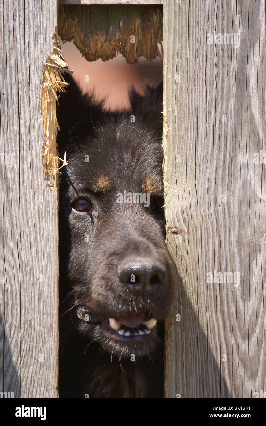 Old German Shepherd Stock Photo - Alamy