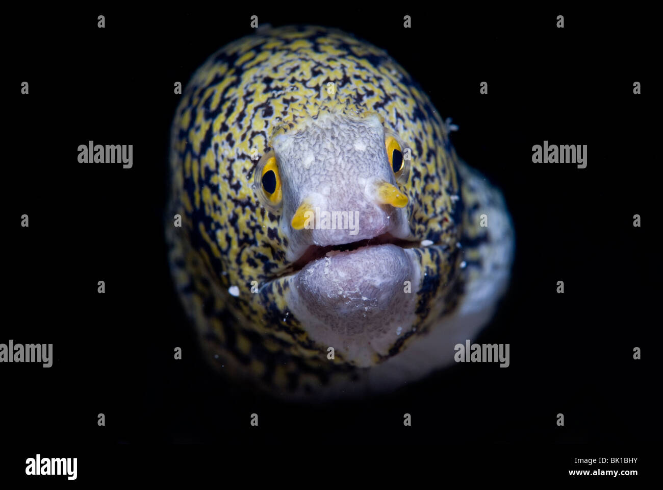 Morey hi-res stock photography and images - Alamy