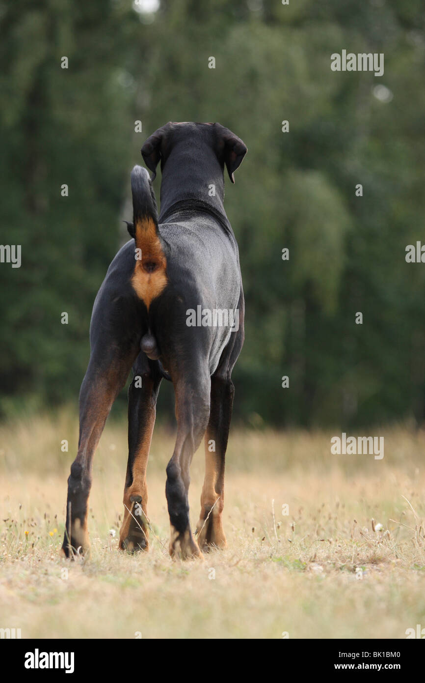 standing Doberman Pinscher Stock Photo - Alamy