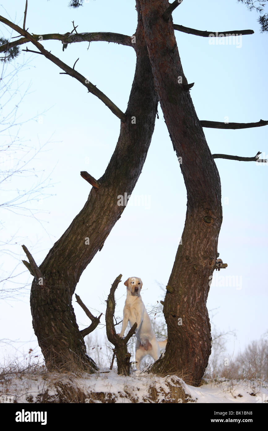 Leg stumps hi-res stock photography and images - Alamy