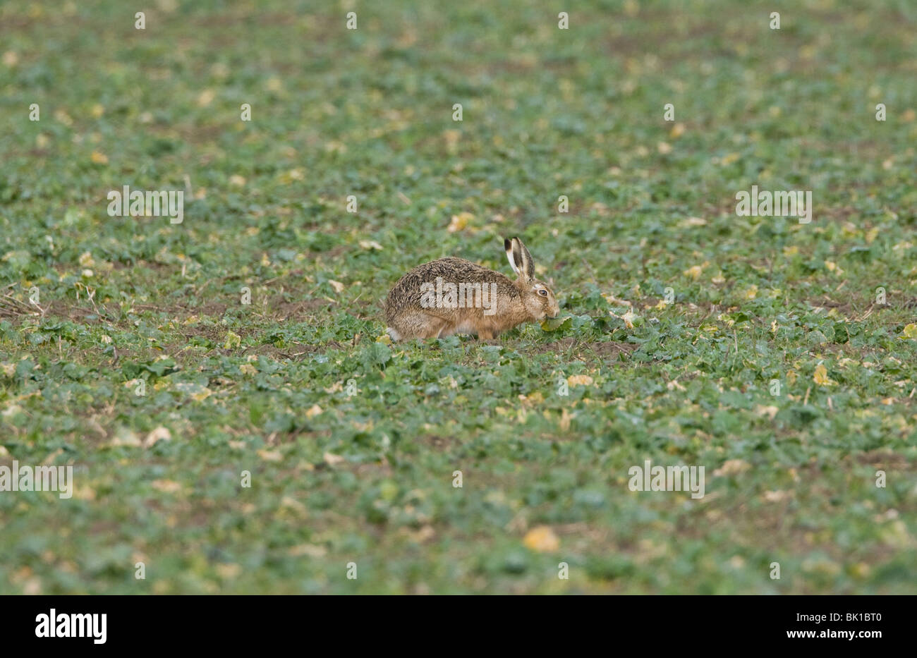 Brown Hare laying in rape field and eating also Stock Photo - Alamy