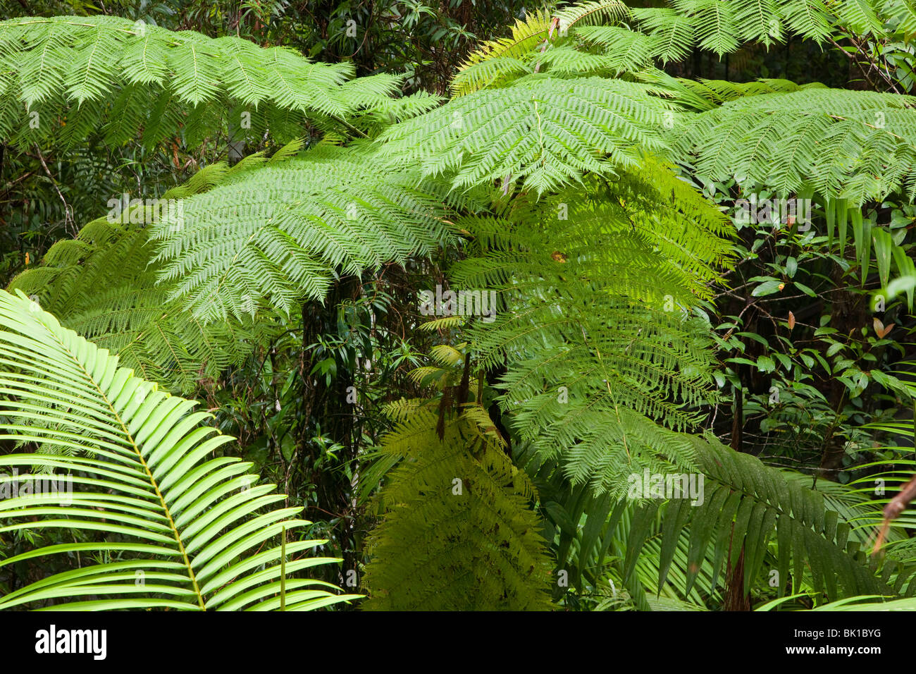 The Daintree rain forest in the North of Queensland, Australia Stock ...
