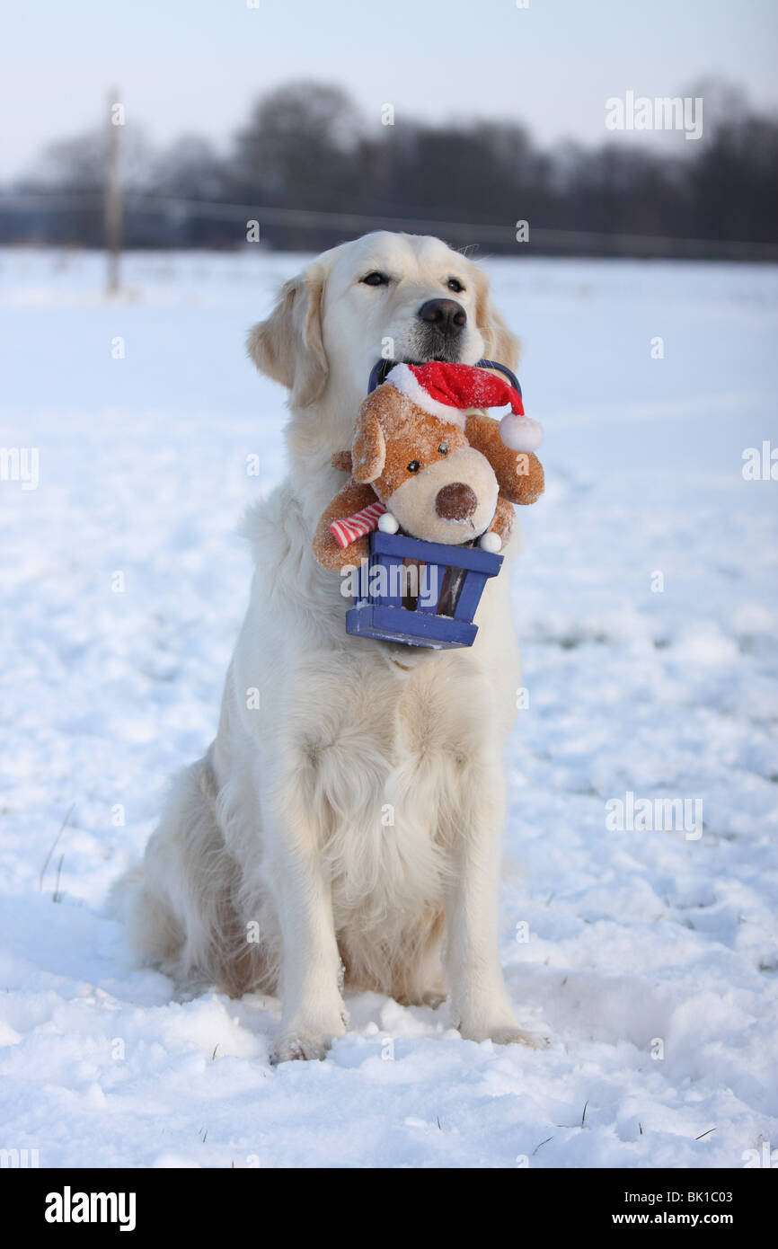 Golden Retriever with basket Stock Photo - Alamy