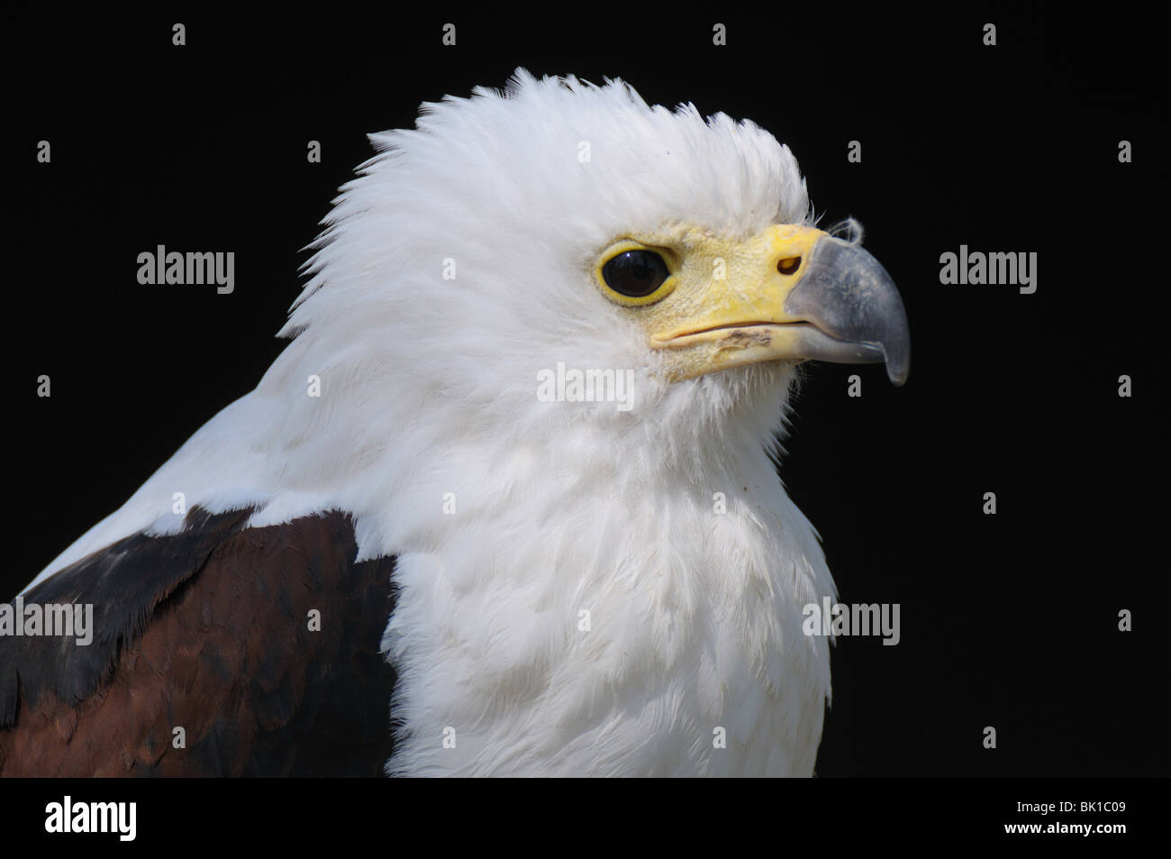 White landscape birds hi-res stock photography and images - Alamy