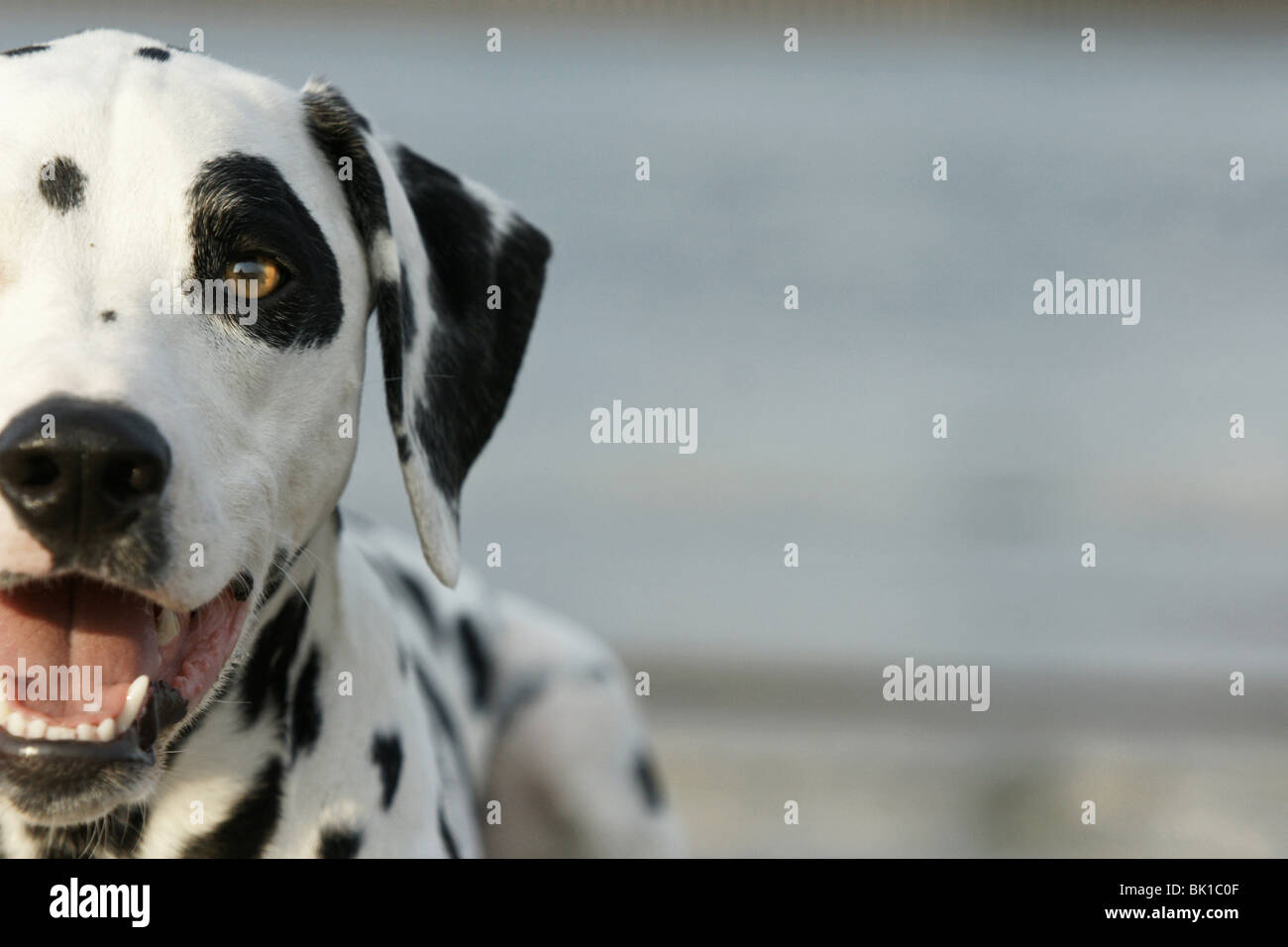 Spotty pants hi-res stock photography and images - Alamy