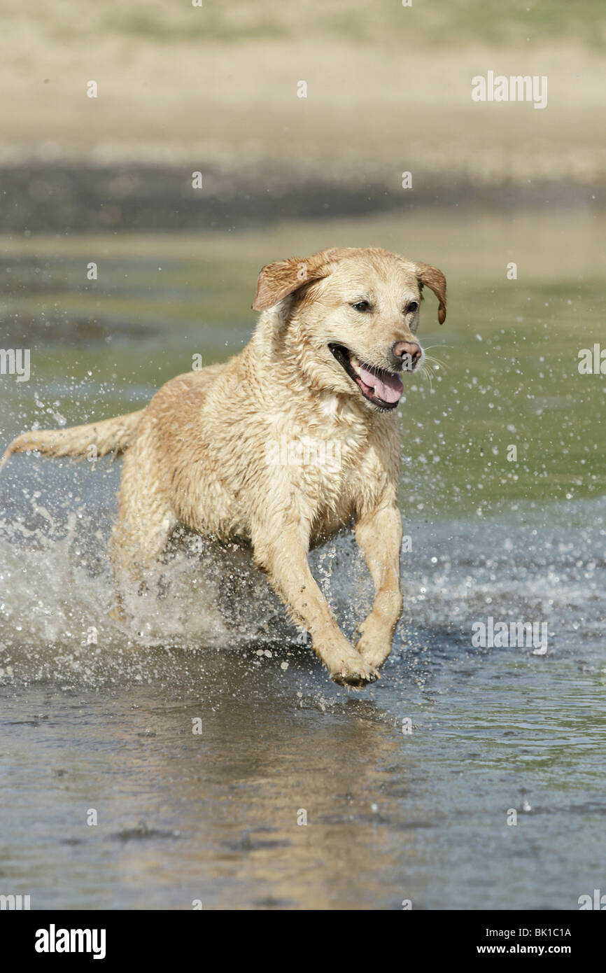 bathing Labrador Retriever Stock Photo - Alamy