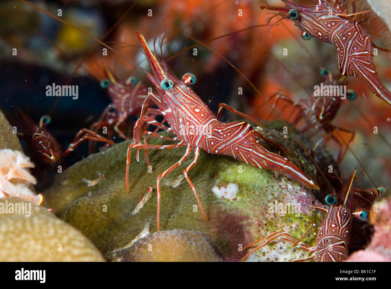 Shrimp, Richelieu Rock, Andaman Sea, Thailand Stock Photo - Alamy