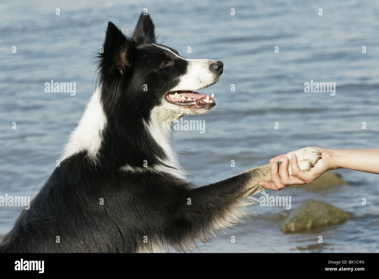 Border Collie gives paw Stock Photo - Alamy