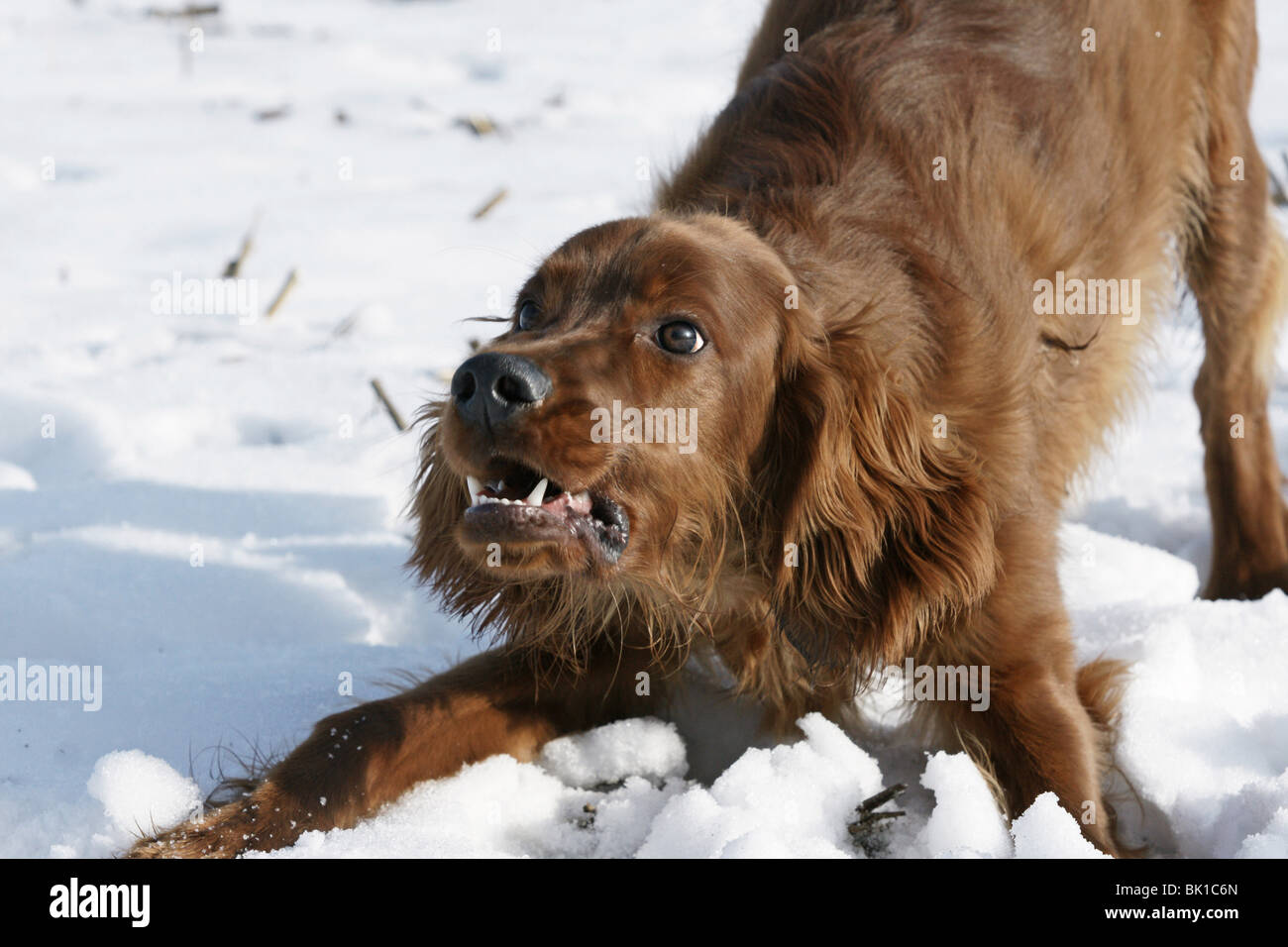 Dog red hi-res stock photography and images - Alamy