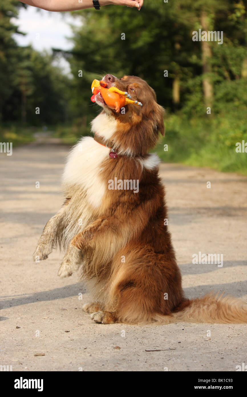 Tricks and toys hi-res stock photography and images - Alamy