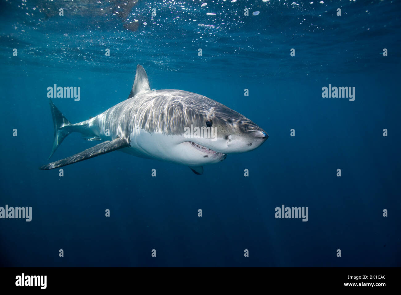Shark grin hi-res stock photography and images - Alamy